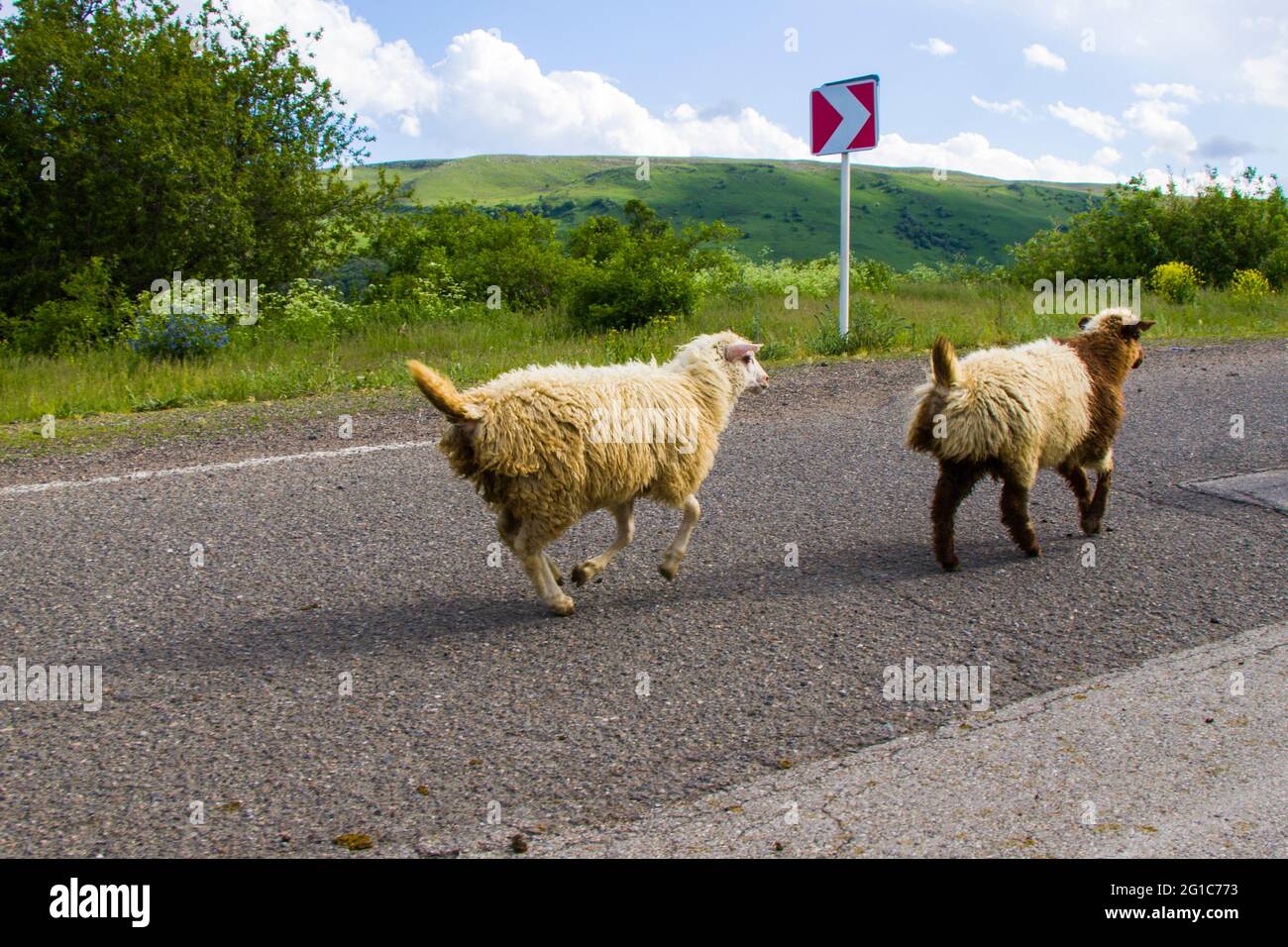 Domestic farm animals on the highway and road, moving flock Stock Photo ...