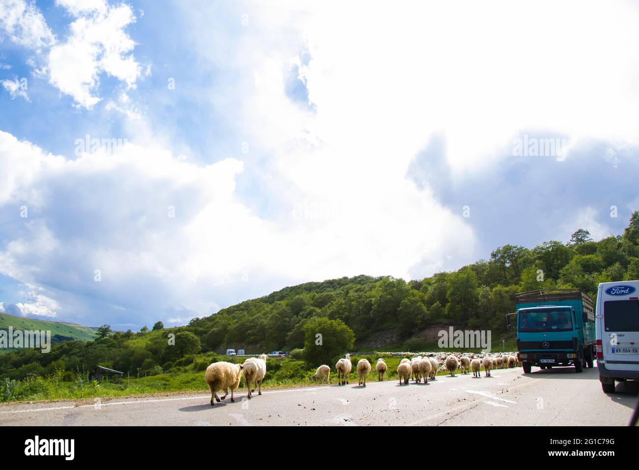Domestic farm animals on the highway and road, moving flock Stock Photo ...