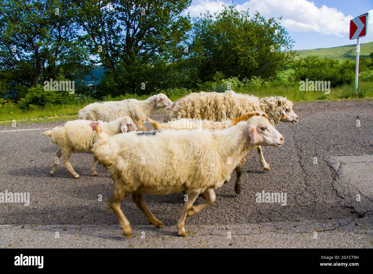 Domestic farm animals on the highway and road, moving flock Stock Photo ...