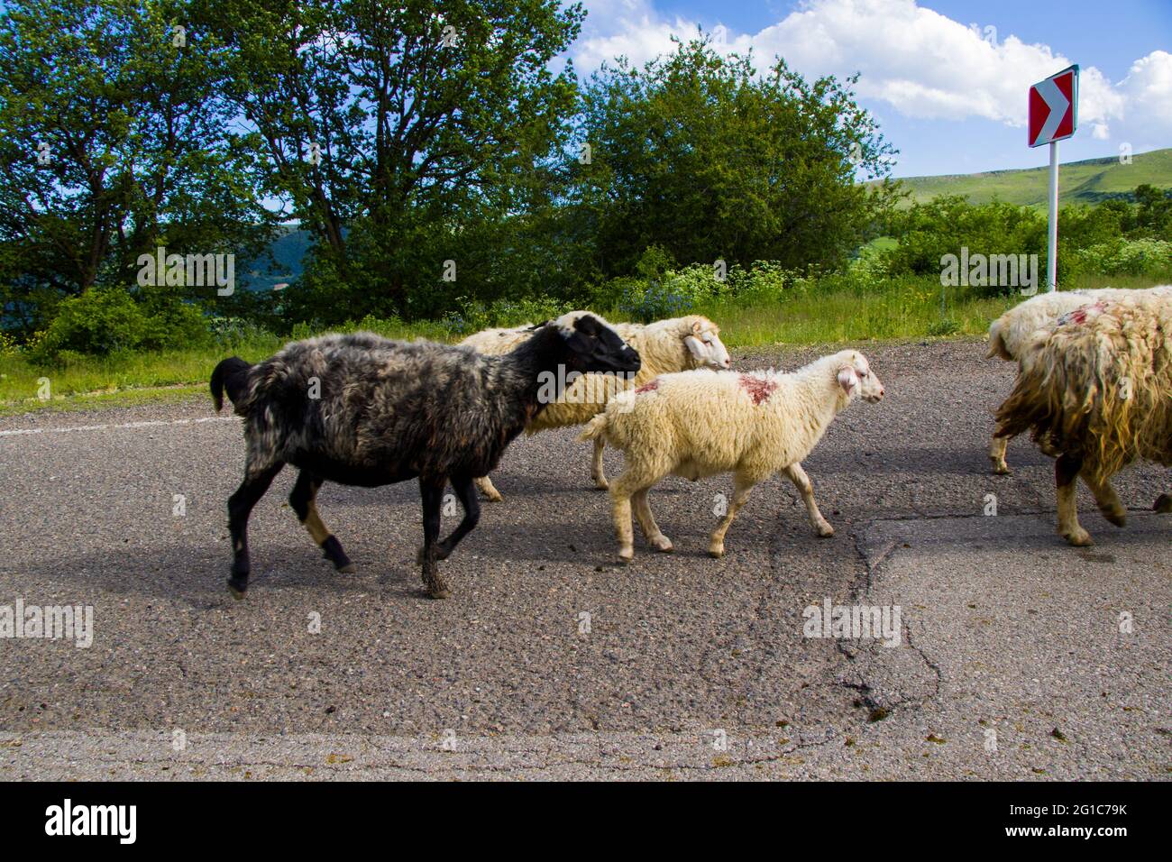 Domestic farm animals on the highway and road, moving flock Stock Photo ...