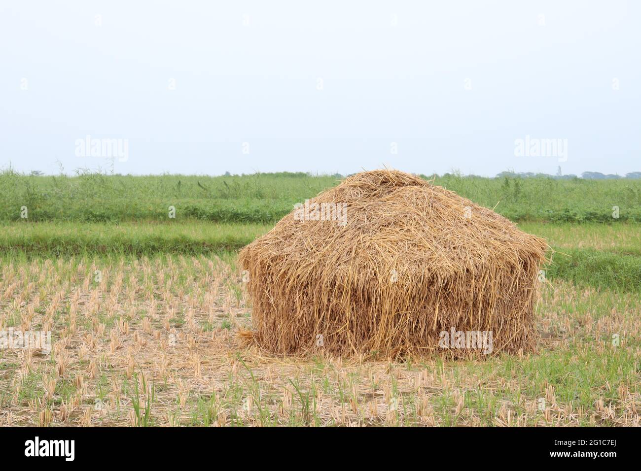 Close up cow eating straw hi-res stock photography and images - Alamy