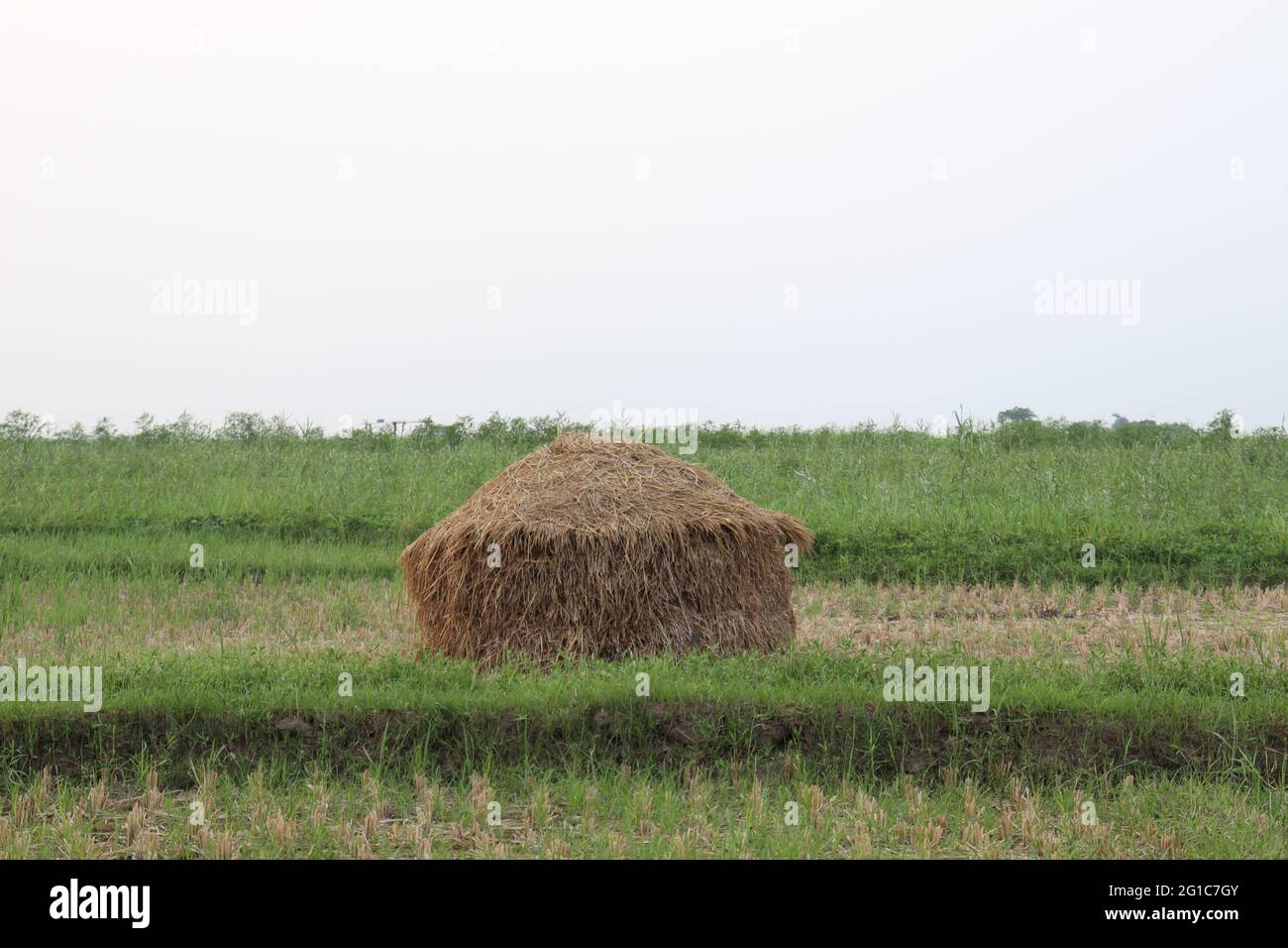 Dry paddy tree hi-res stock photography and images - Alamy