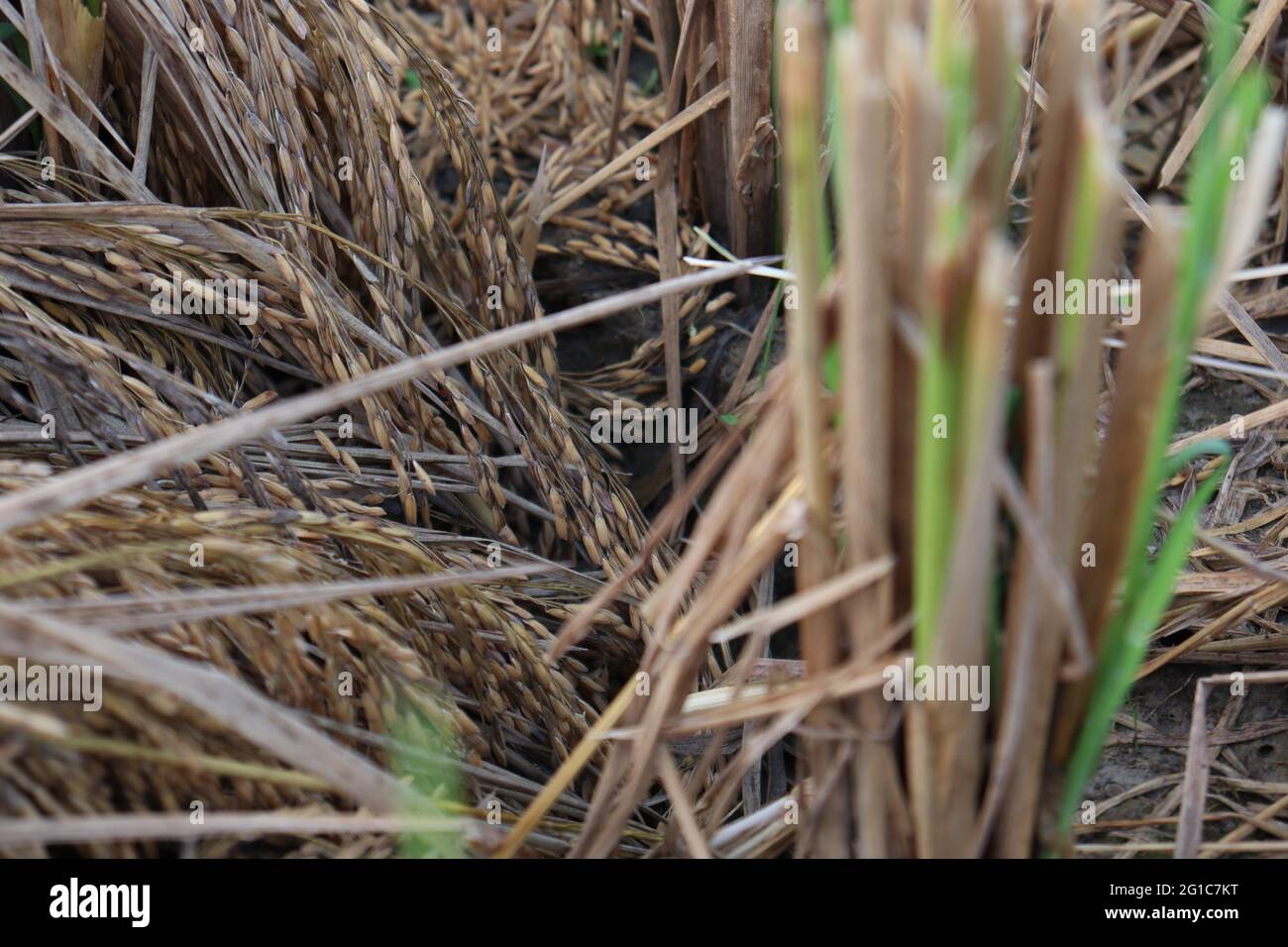 ripe paddy farm on field for harvest and sell Stock Photo - Alamy