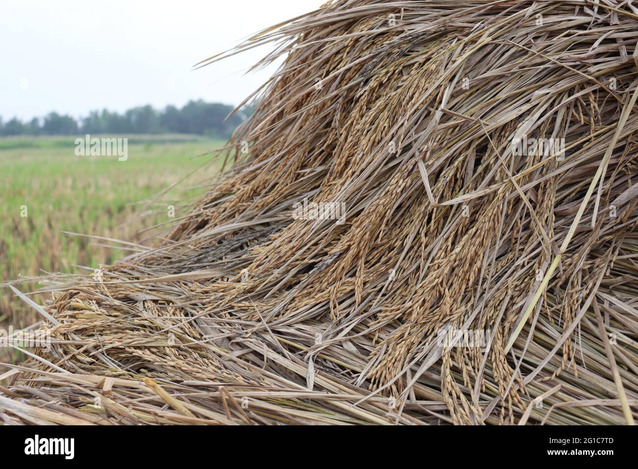 ripe paddy farm on field for harvest and sell Stock Photo - Alamy