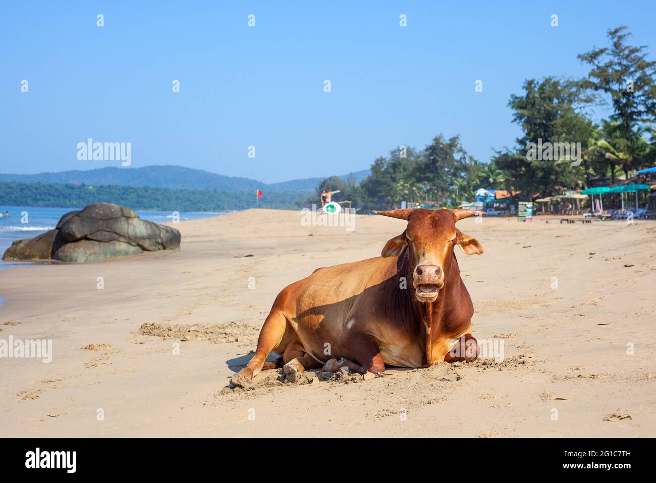 Goa cow hi-res stock photography and images - Alamy