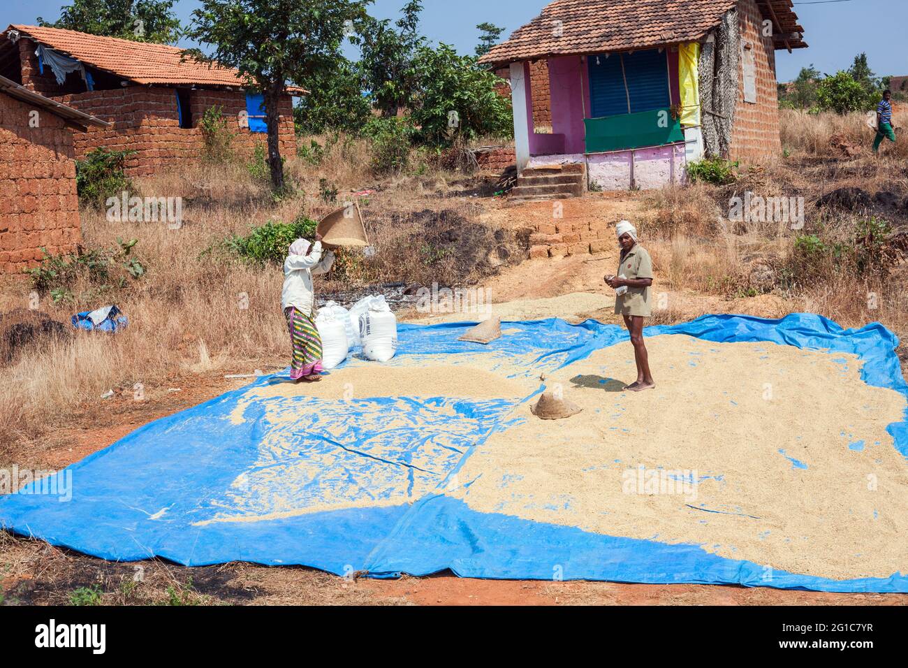 Sifting grain through sieve hi-res stock photography and images - Alamy
