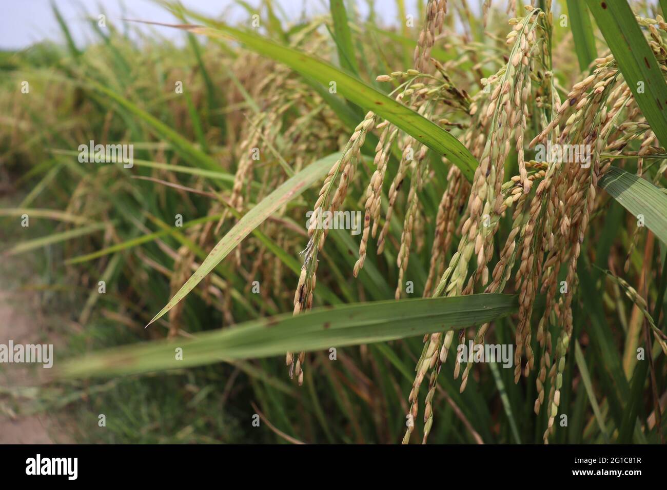 ripe paddy farm on field for harvest and sell Stock Photo - Alamy