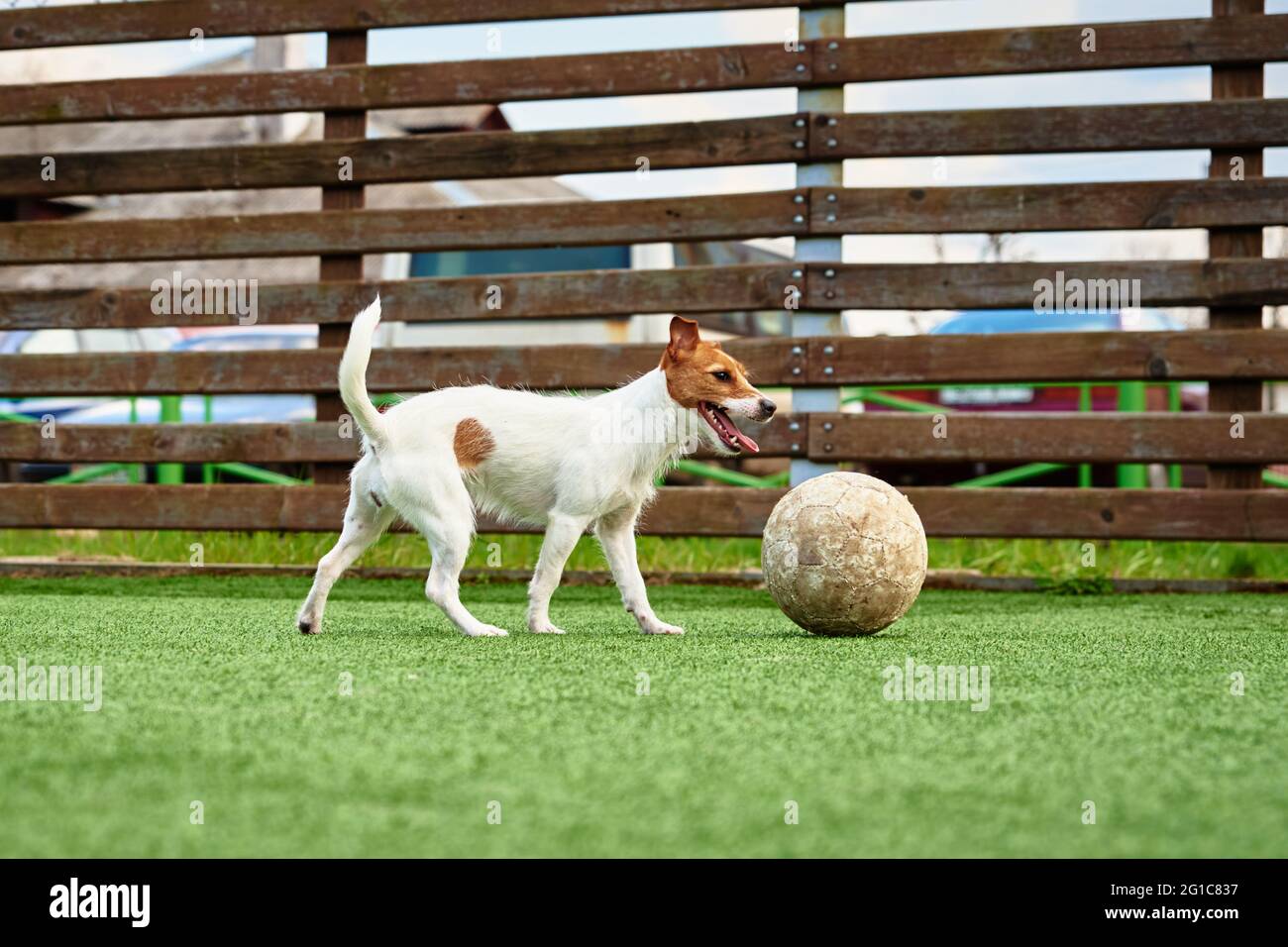 Jack russell terrier playing football hi-res stock photography and ...