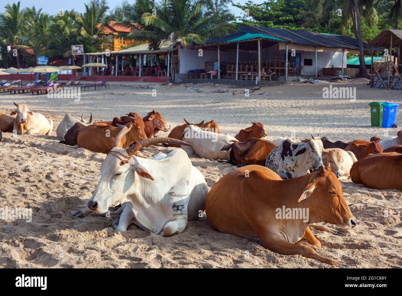 Cow agonda beach in goa hi-res stock photography and images - Alamy