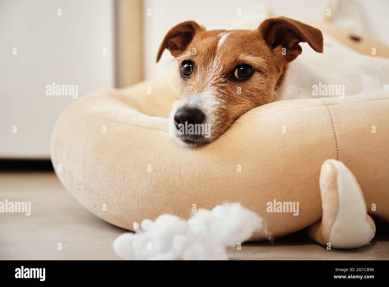 Jack Russell terrier dog next to a torn wad of cotton on the floor. Pet ...