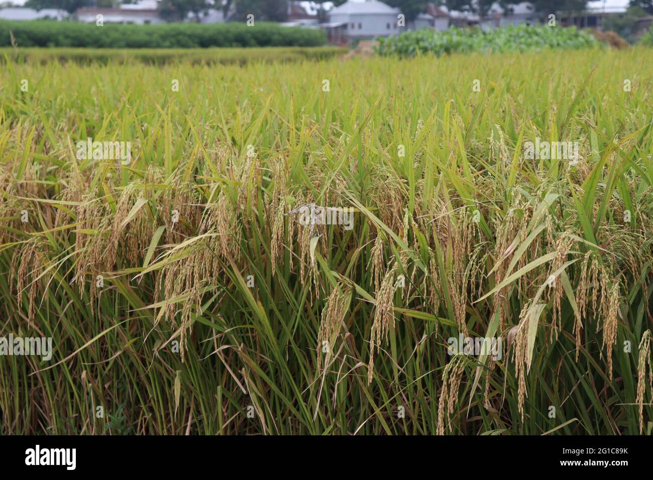 ripe paddy farm on field for harvest and sell Stock Photo - Alamy