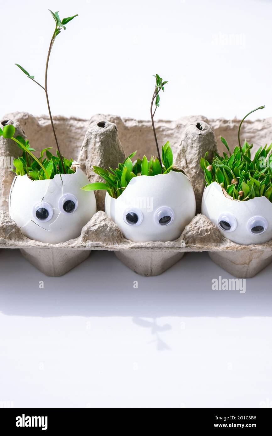 Fresh micro greens. Microgreens of arugula and cress grow in white egg ...