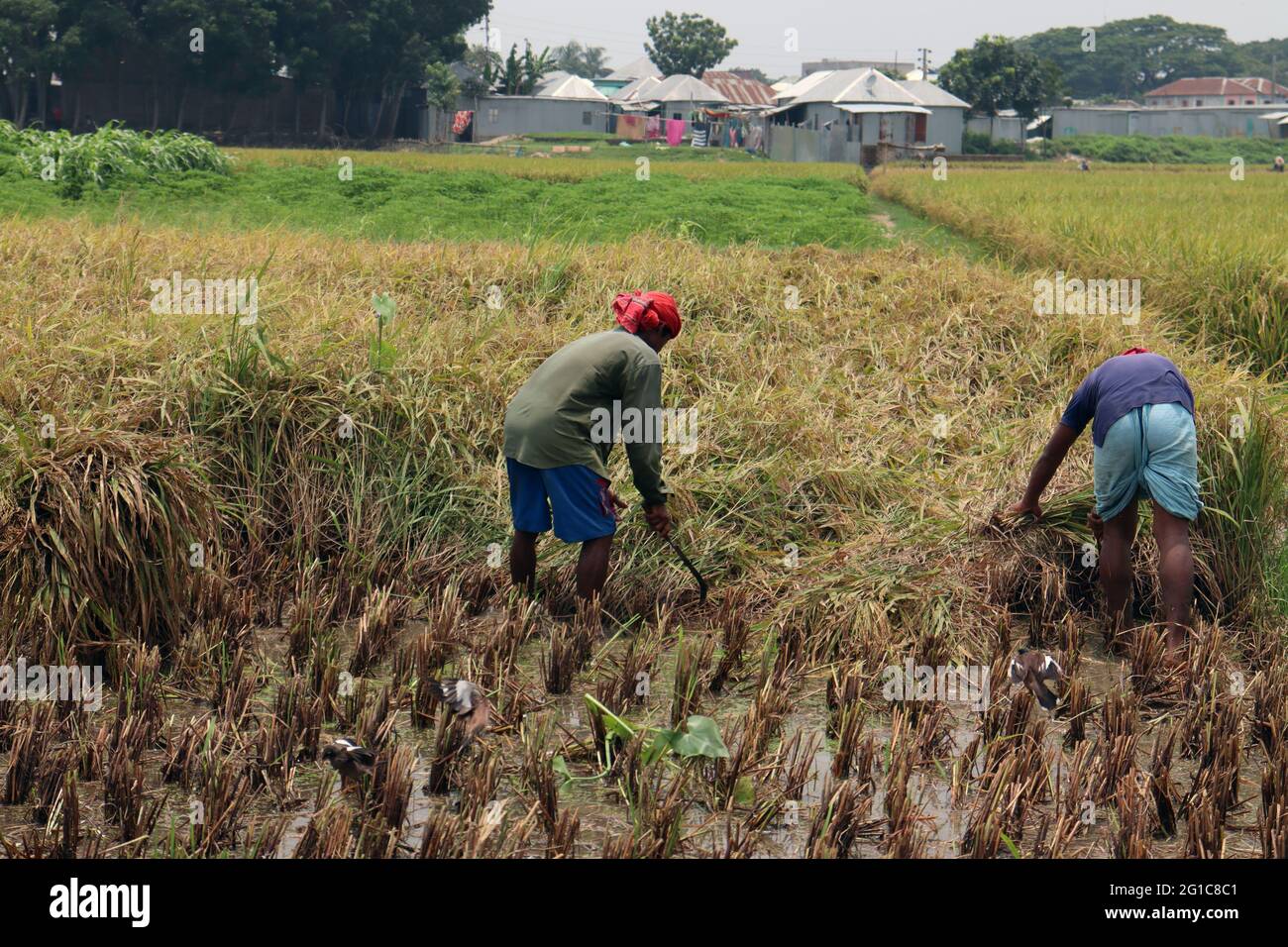 ripe paddy farm with a farmer on field for harvest Stock Photo - Alamy