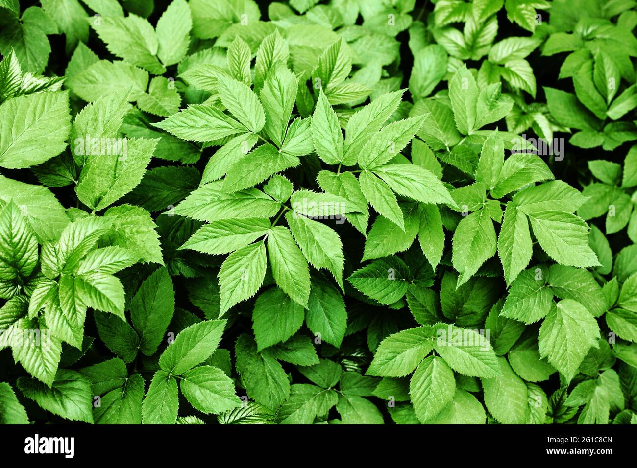 Plant Texture Png