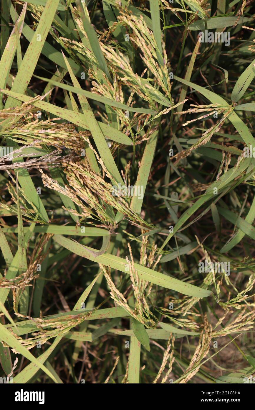 ripe paddy farm on field for harvest and sell Stock Photo - Alamy