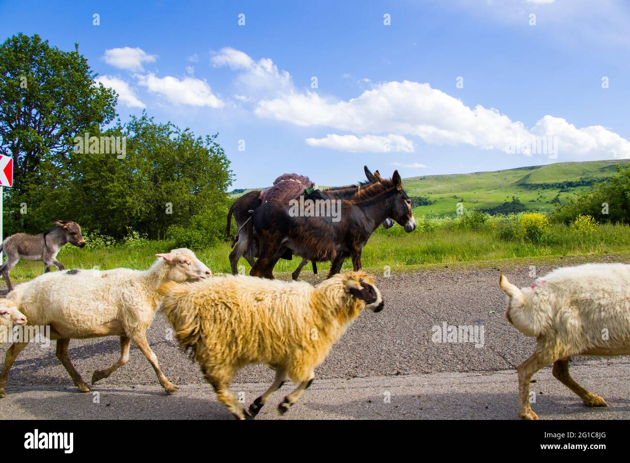 Domestic farm animals on the highway and road, moving flock Stock Photo ...