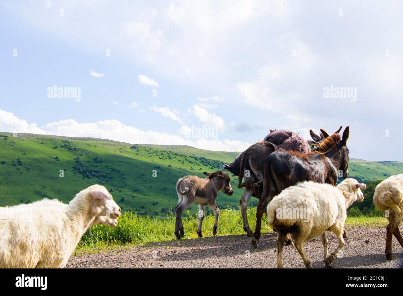 Domestic farm animals on the highway and road, moving flock Stock Photo ...