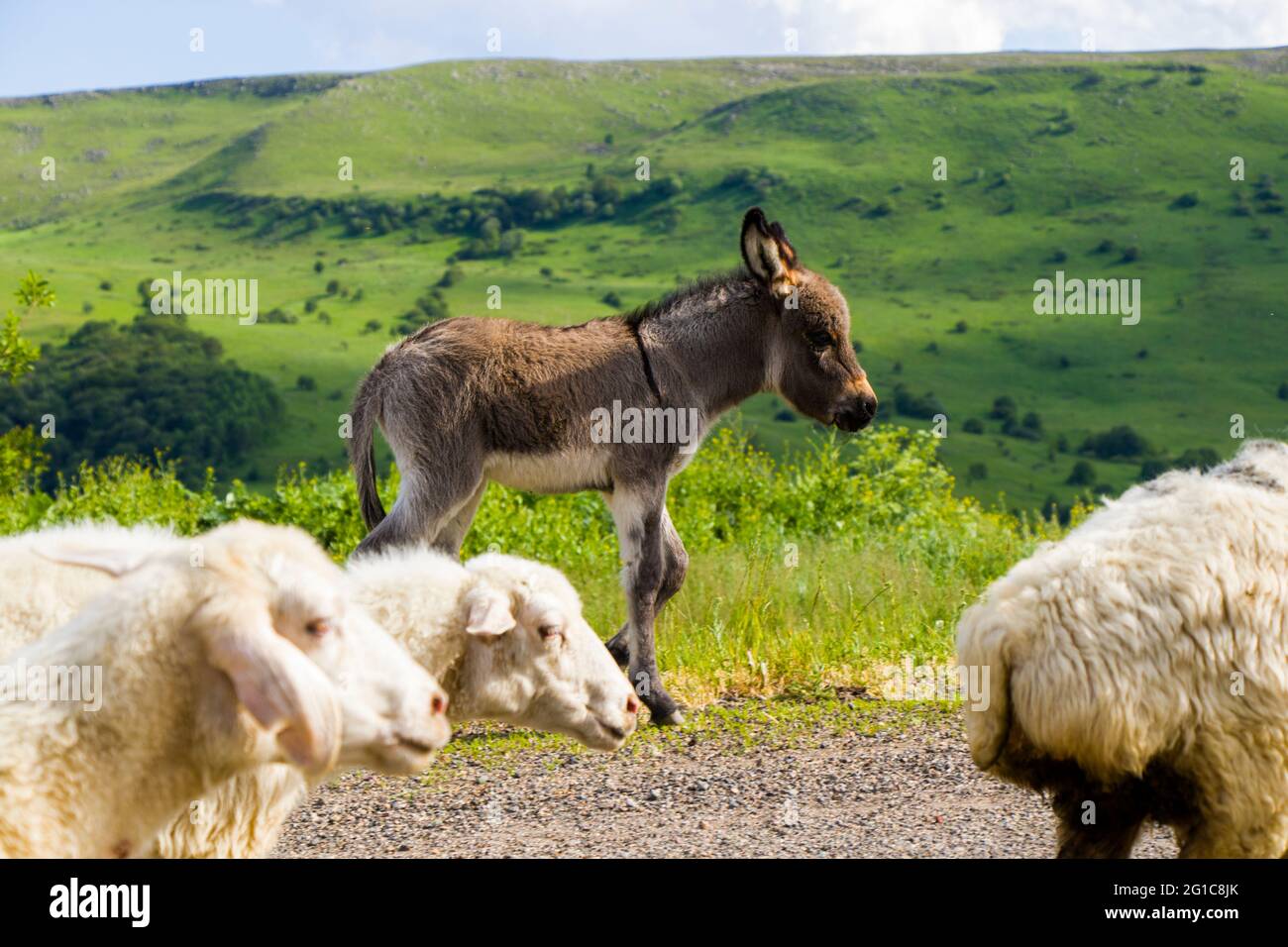 Domestic farm animals on the highway and road, moving flock Stock Photo ...