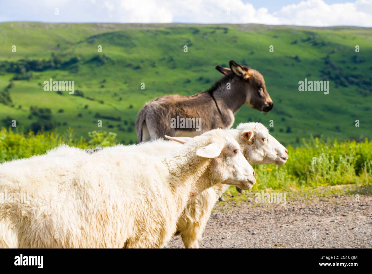 Domestic farm animals on the highway and road, moving flock Stock Photo ...