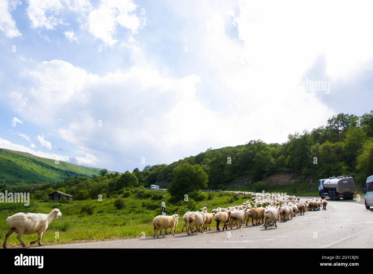 Domestic farm animals on the highway and road, moving flock Stock Photo ...
