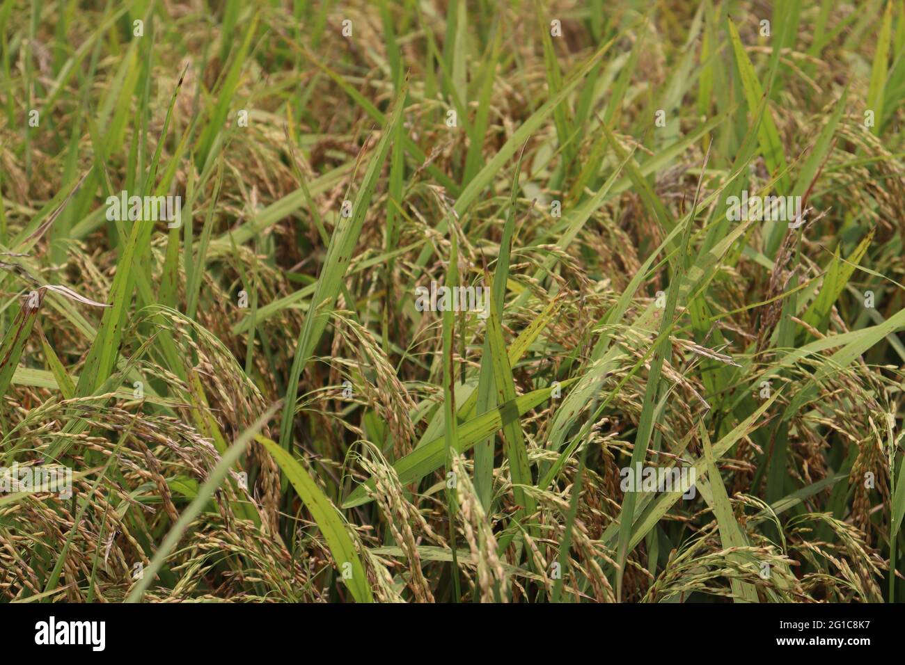 ripe paddy farm on field for harvest and sell Stock Photo - Alamy