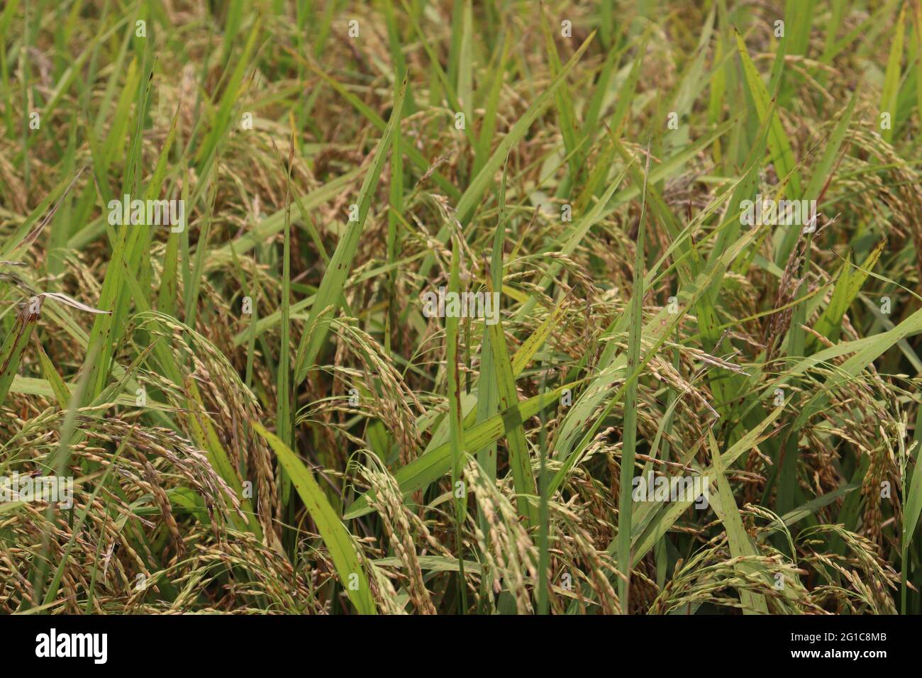 ripe paddy farm on field for harvest and sell Stock Photo - Alamy