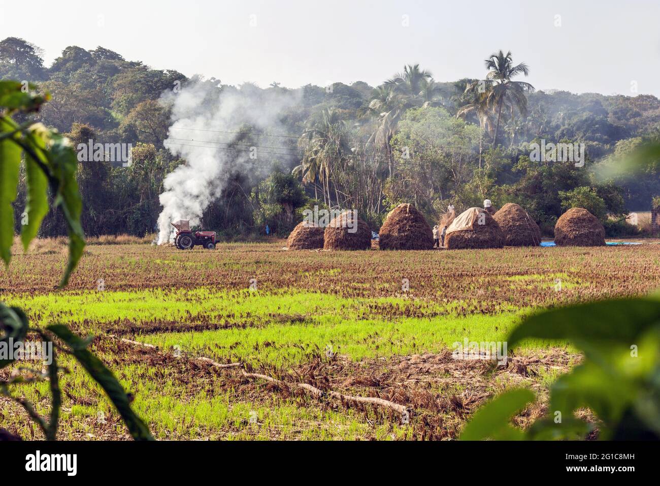 Goa rice field hi-res stock photography and images - Alamy
