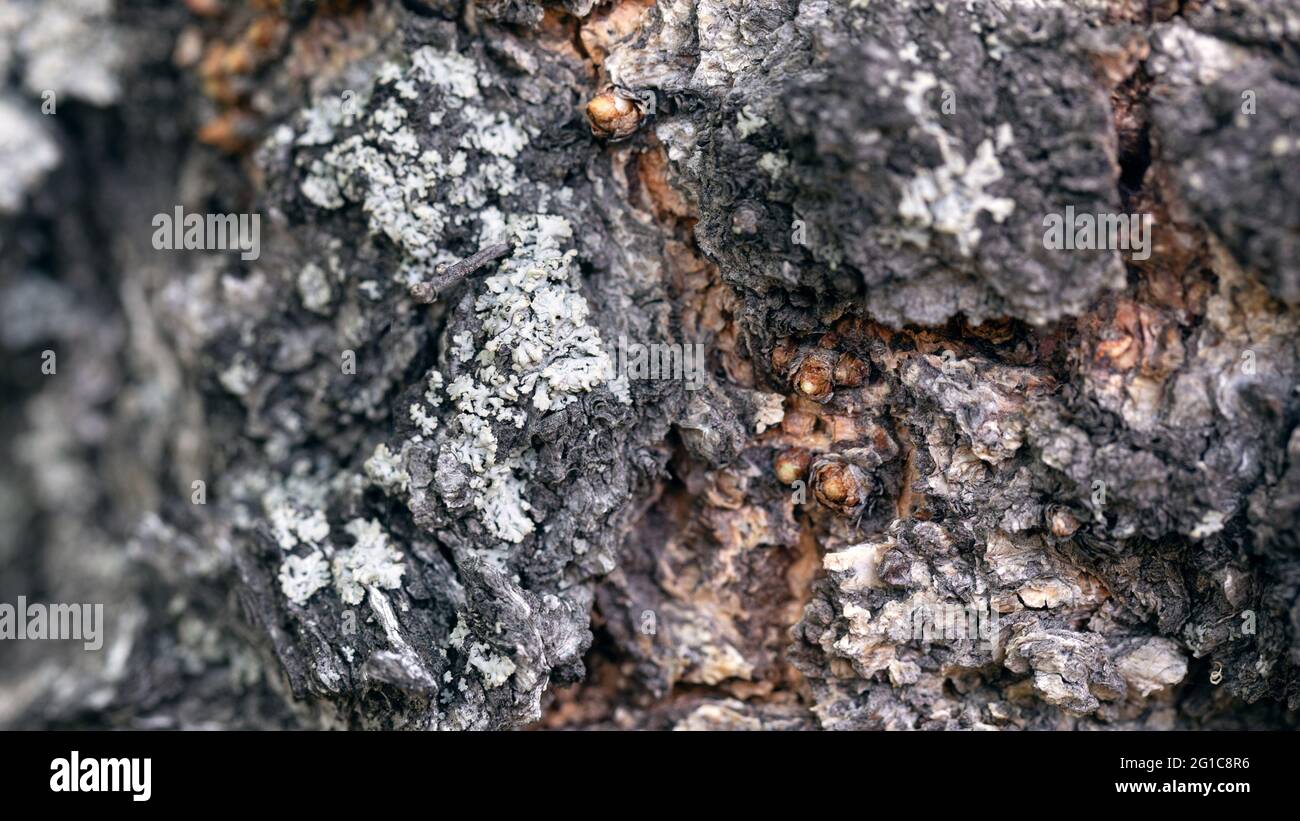 macro photo of old tree bark texture with lichen, bumps and cracks ...
