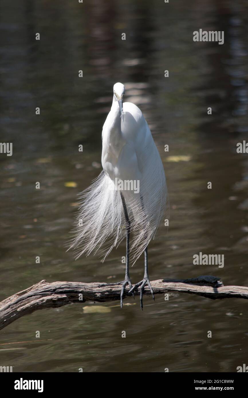 the great egret is standing on a log over the water Stock Photo - Alamy