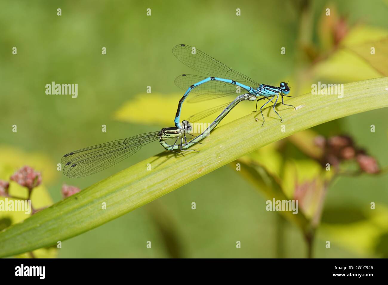 Azure Damselfly (Coenagrion puella) on a leaf. Family Coenagrionidae ...