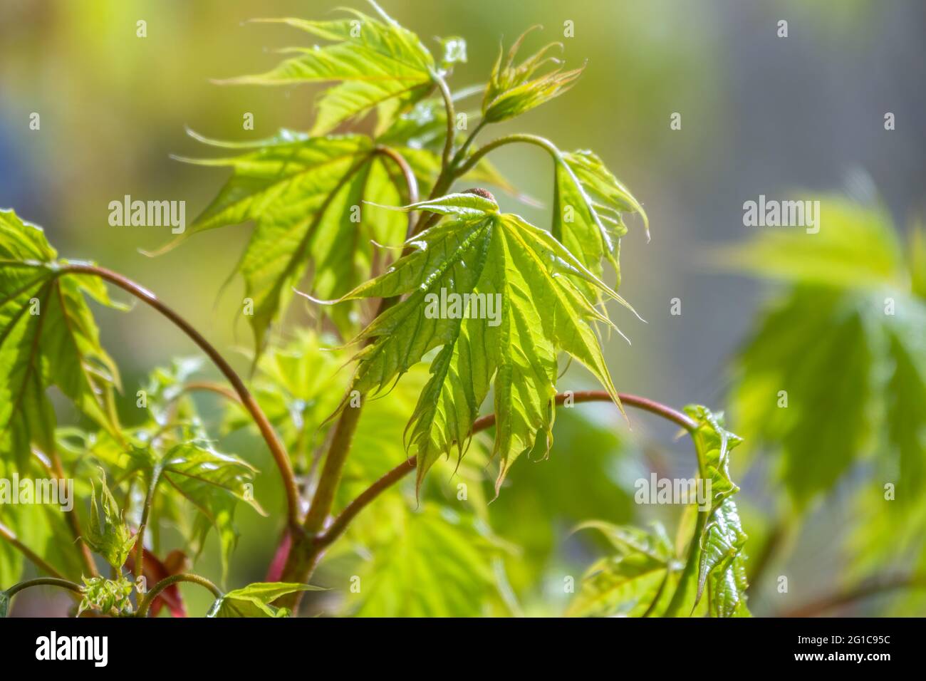 Blooming Norway Maple, Acer platanoides, in beautiful light. Spring ...