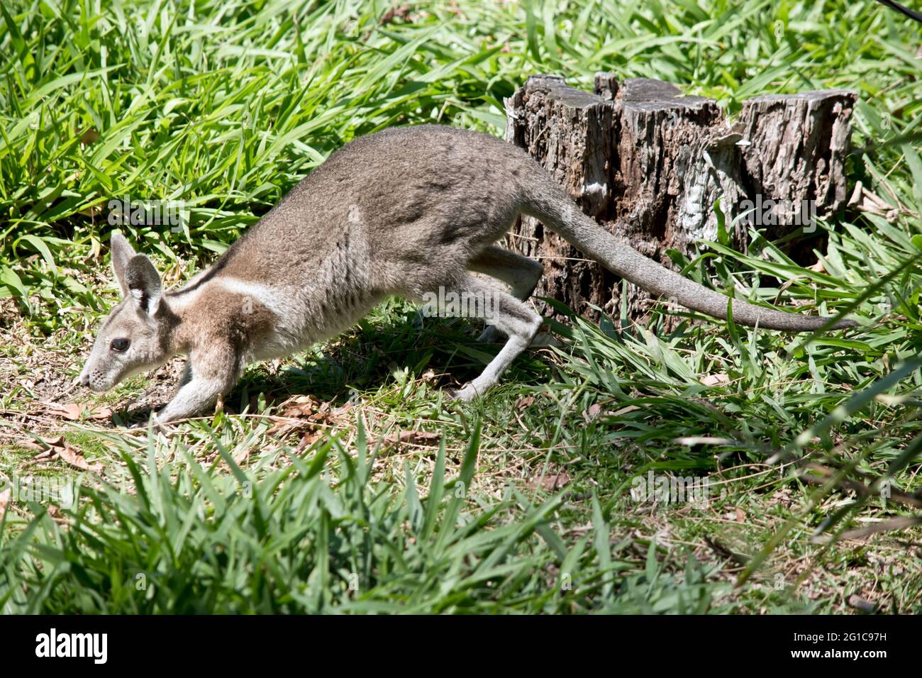 this is a side view of a bridled nailtail wallaby hopping Stock Photo ...