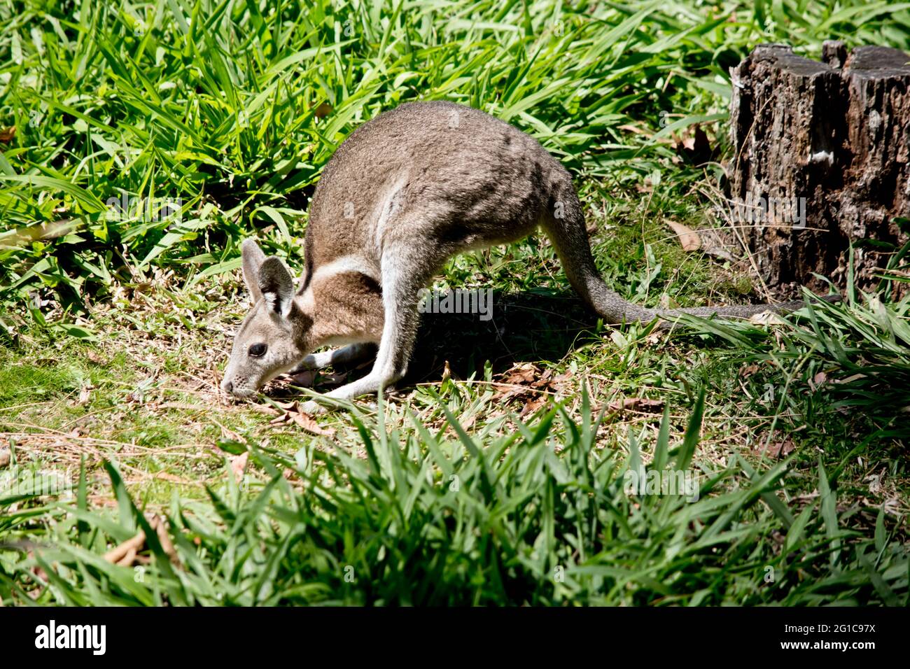 this is a side view of a bridled nailtail wallaby hopping Stock Photo ...