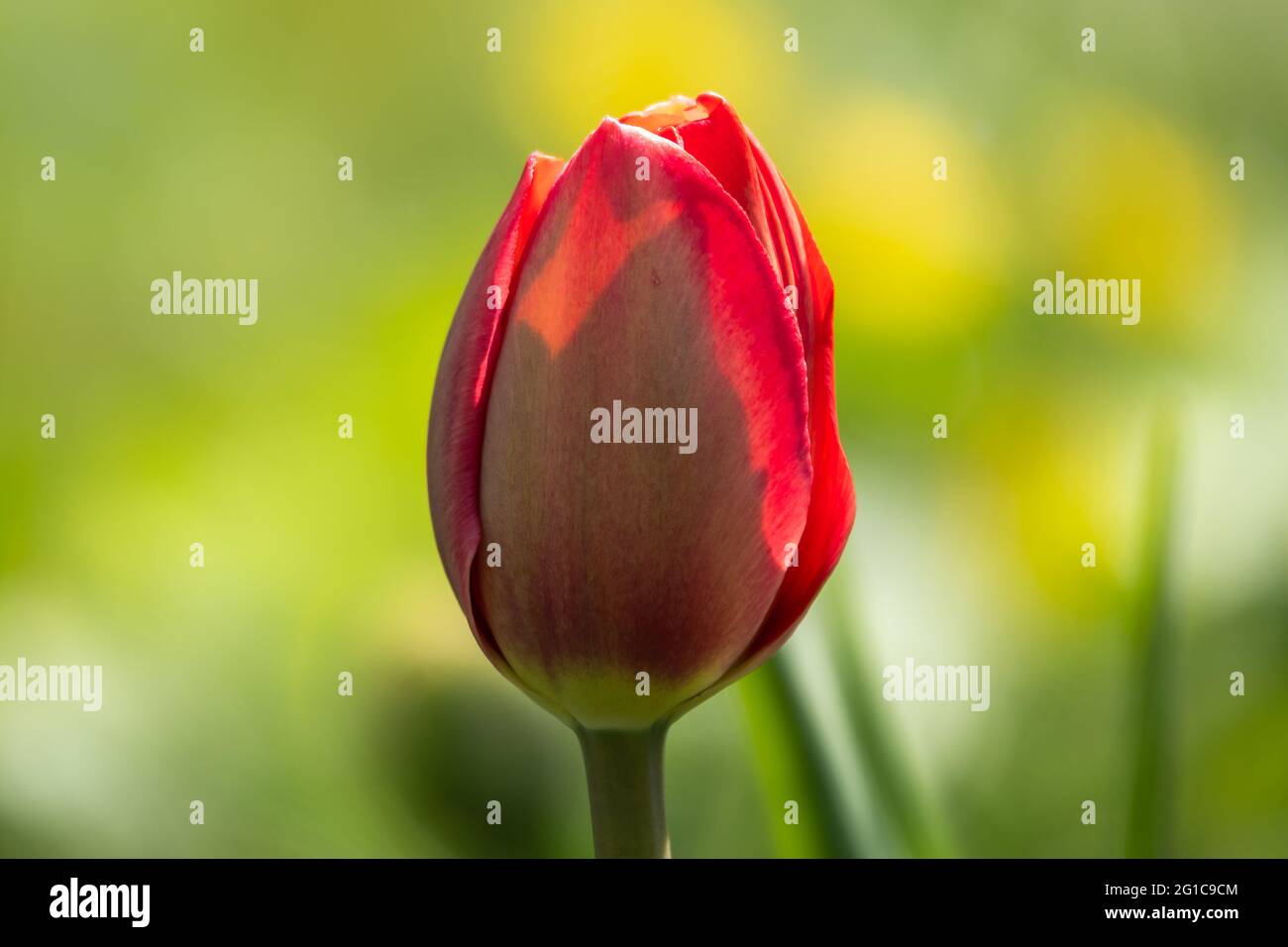 Colorful red tulips blossom in spring. Natural sprintime background ...