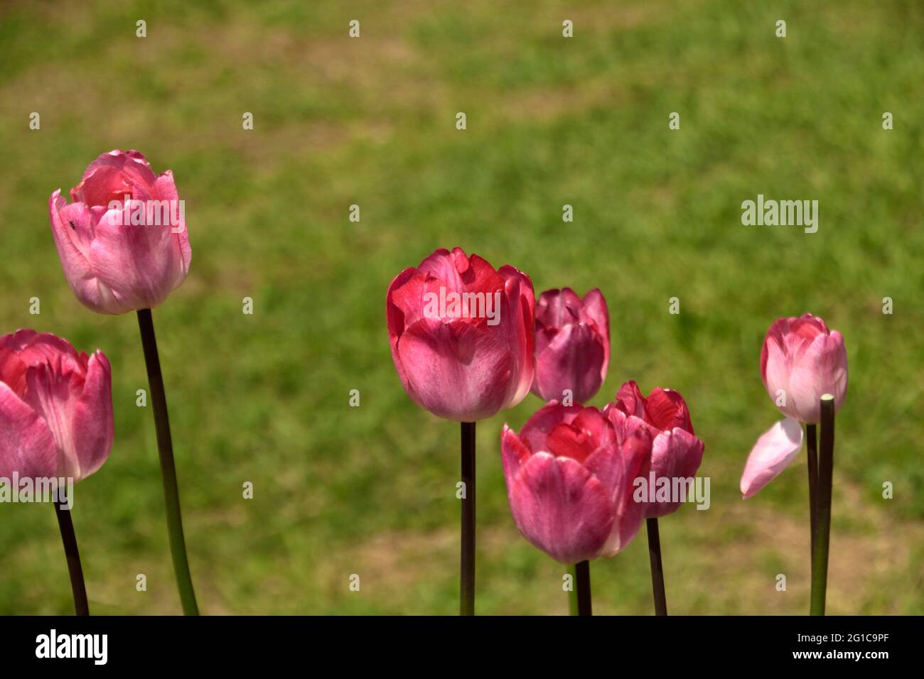 Tulip wallpaper hi-res stock photography and images - Alamy