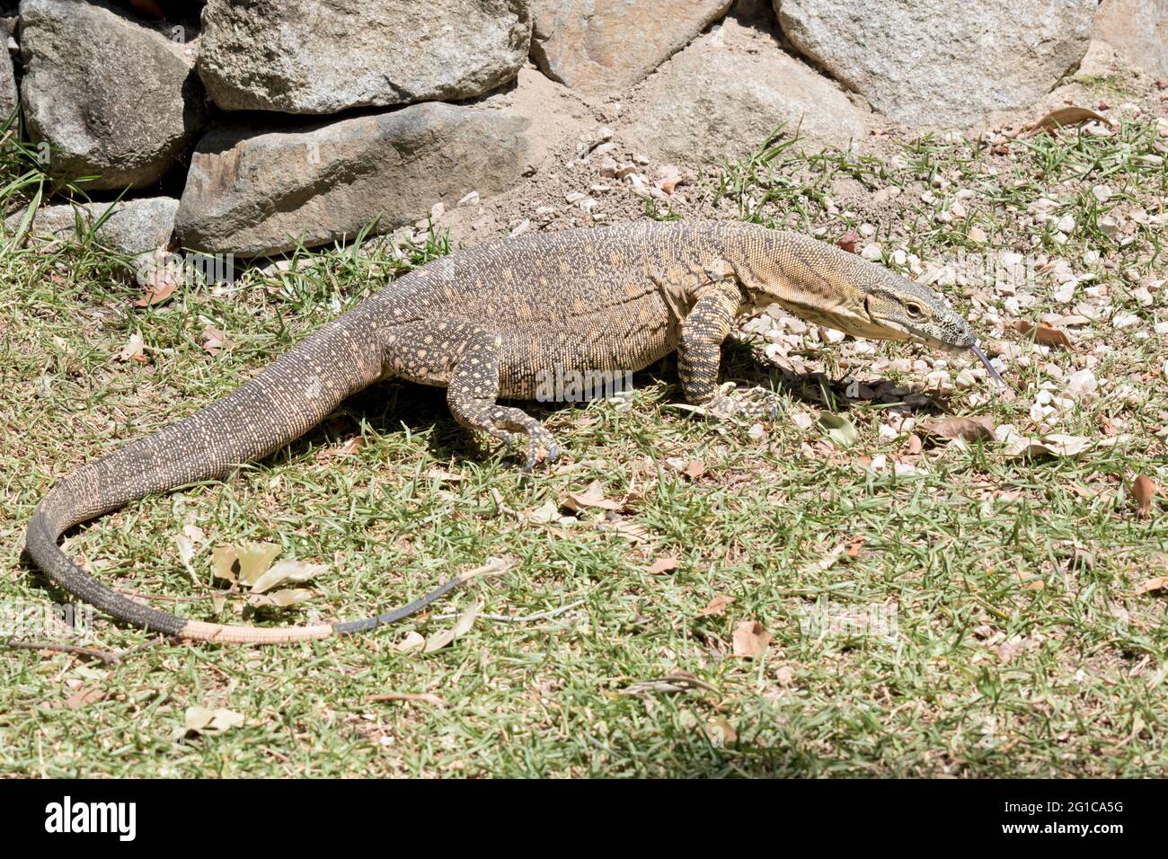 the lace monitor lizard is sticking out his tongue to get scent of any ...