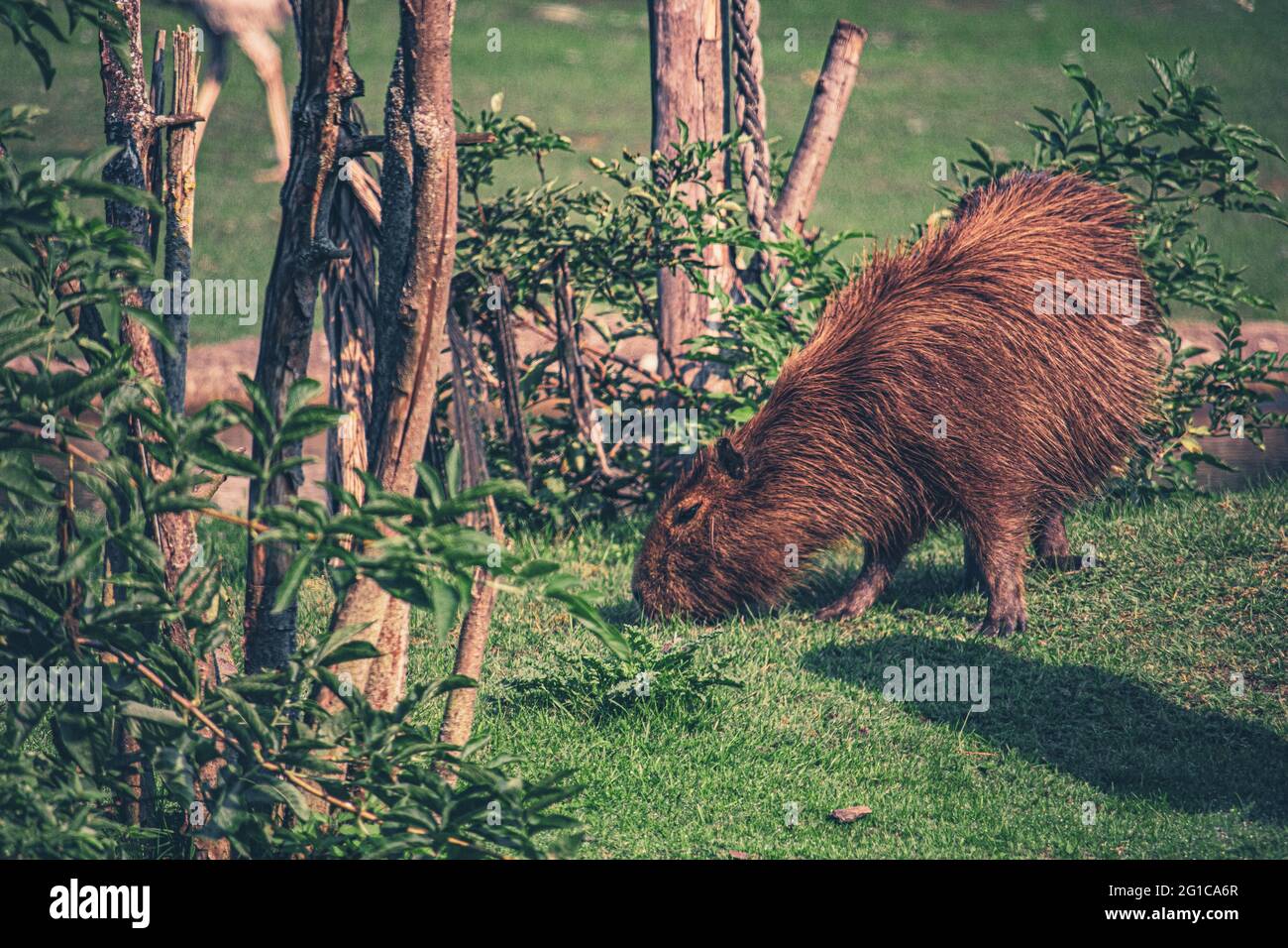 Feeding station at the water hole with capybaras in the Serengeti zoo ...