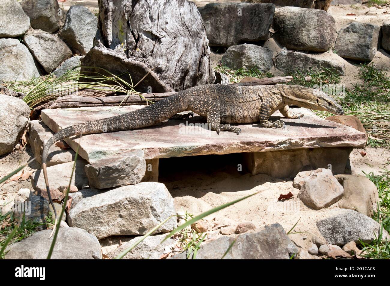 the lace monitor lizard is on a ledge Stock Photo - Alamy