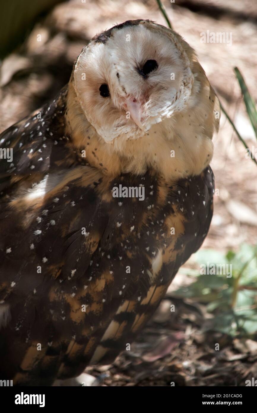 Masked owl hi-res stock photography and images - Alamy