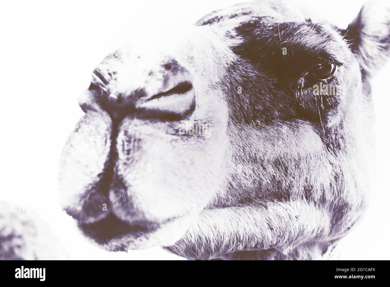 Tierposter hi-res stock photography and images - Alamy