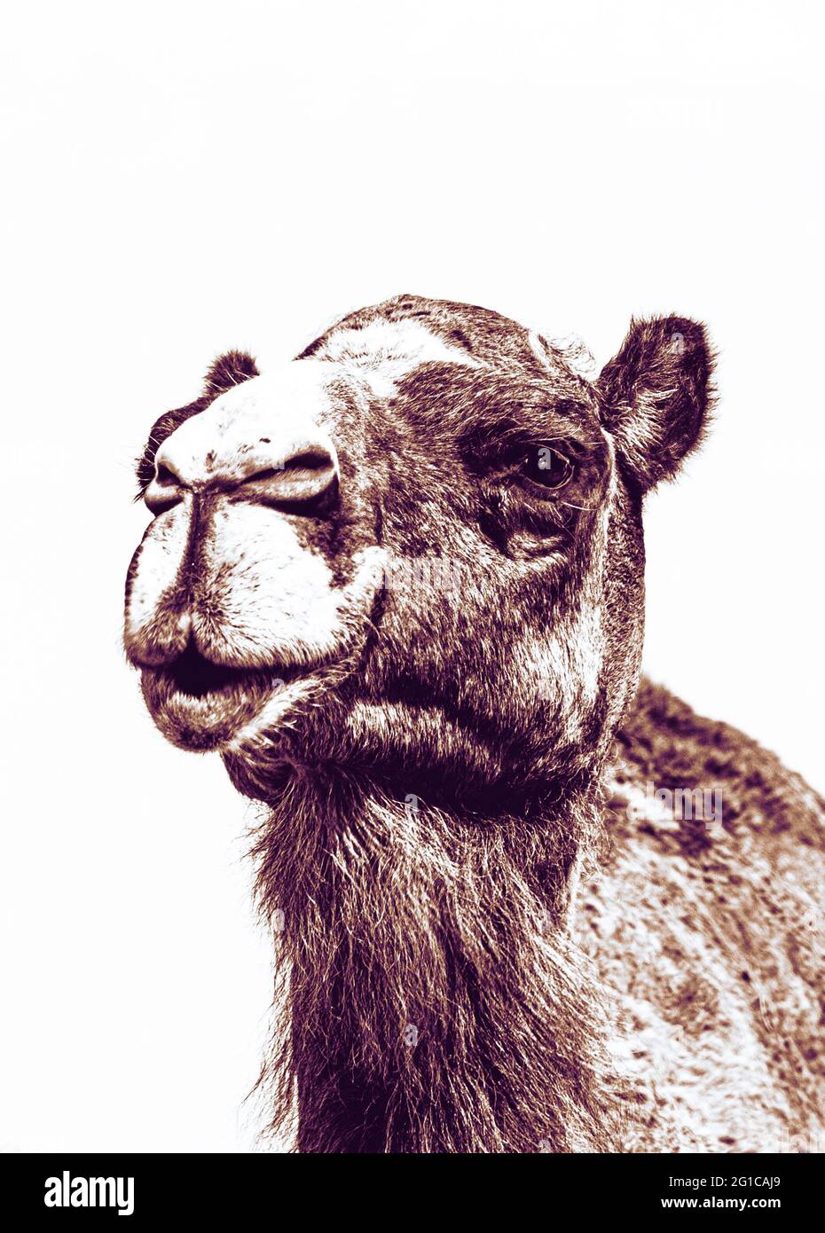 Camel Expressionism Andy Warhol Pop Art Style. Cool poster in colorful ...