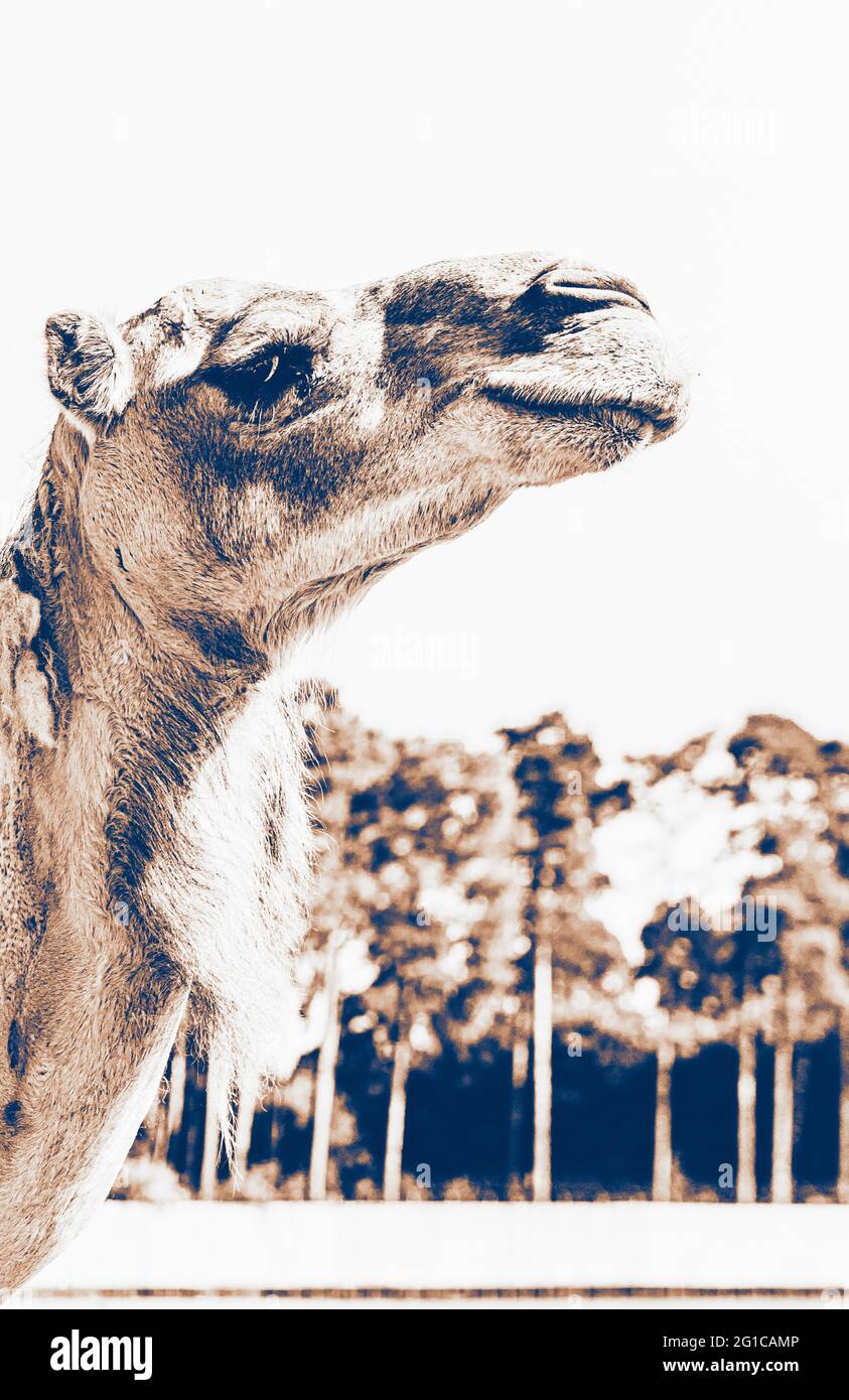 Aquarell stil hi-res stock photography and images - Alamy