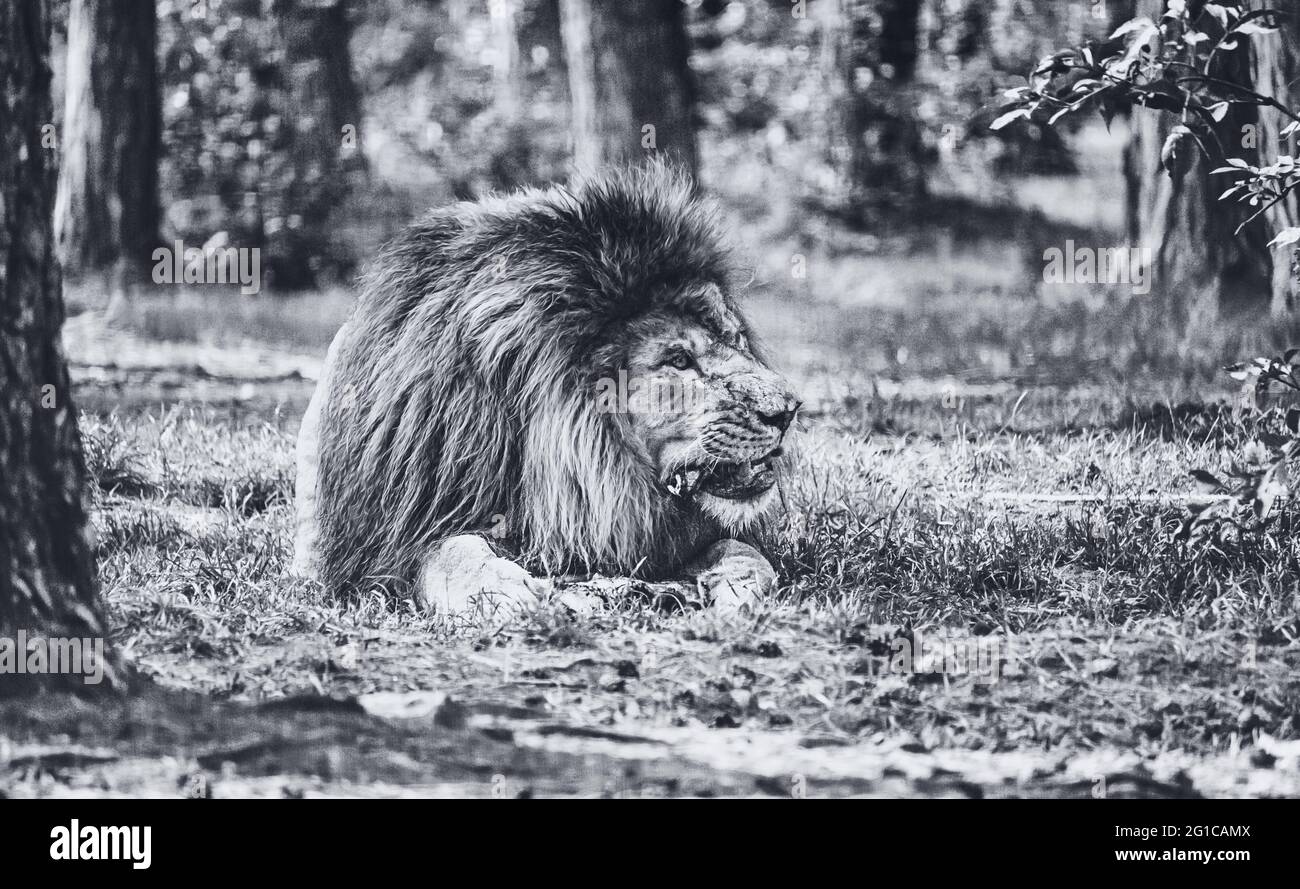Serengeti park in hodenhagen lion hi-res stock photography and images ...