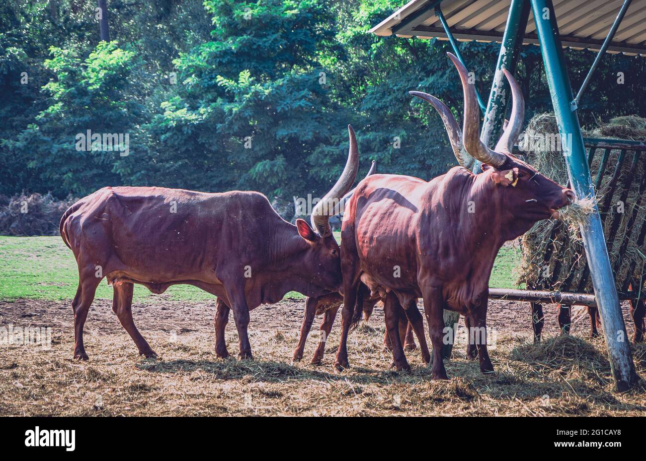 Watussi cattle feeding in the zoo. Ankolerind at the feeding station in ...