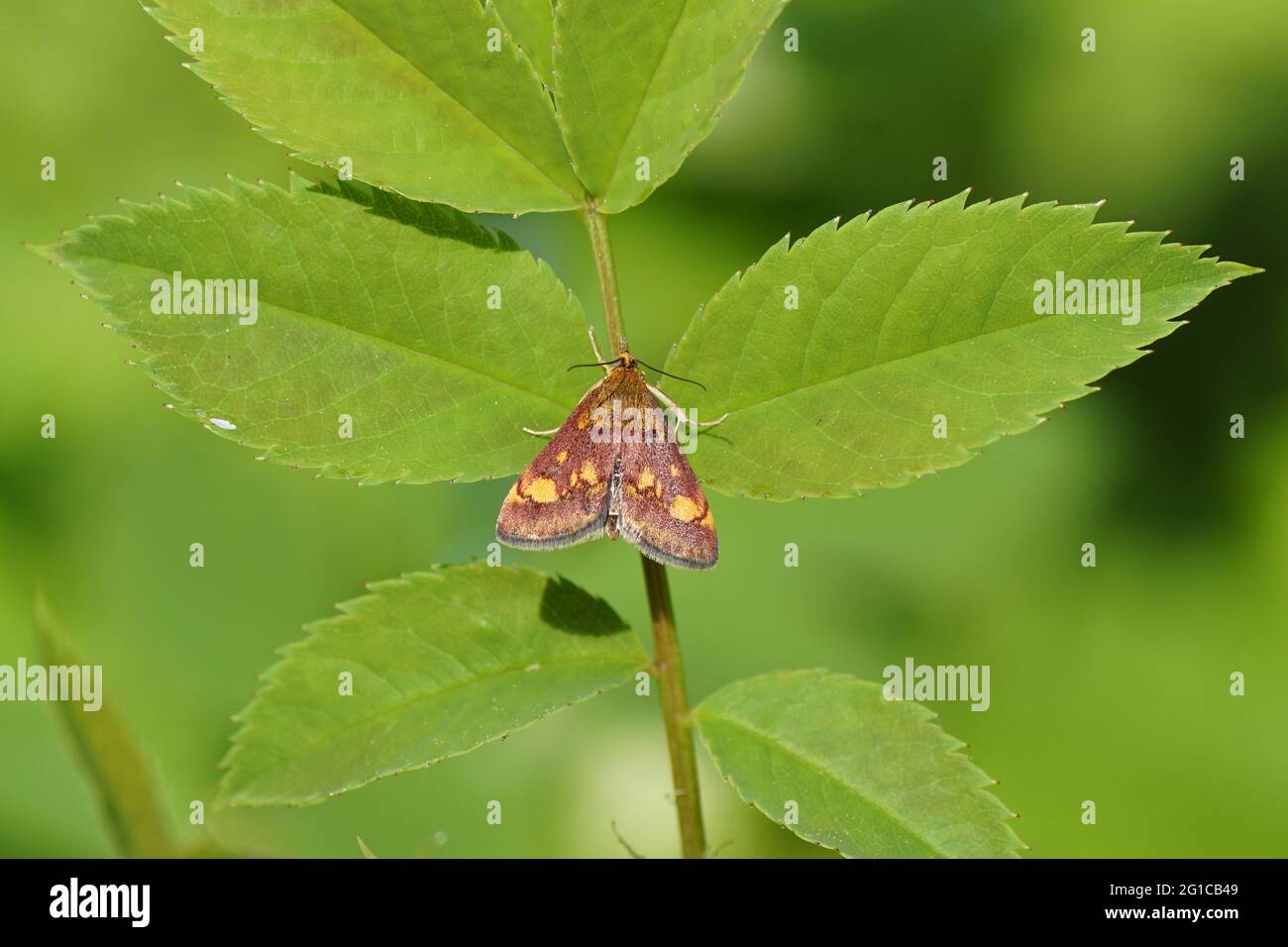 Day flying moths hi-res stock photography and images - Alamy
