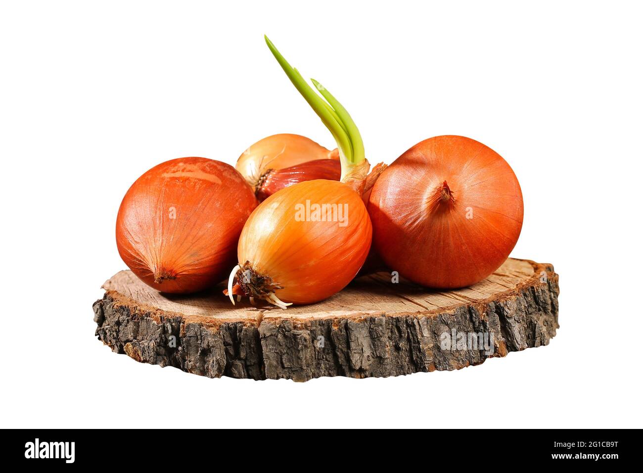 White onion bulbs on a log slice, slab isolated on white background ...