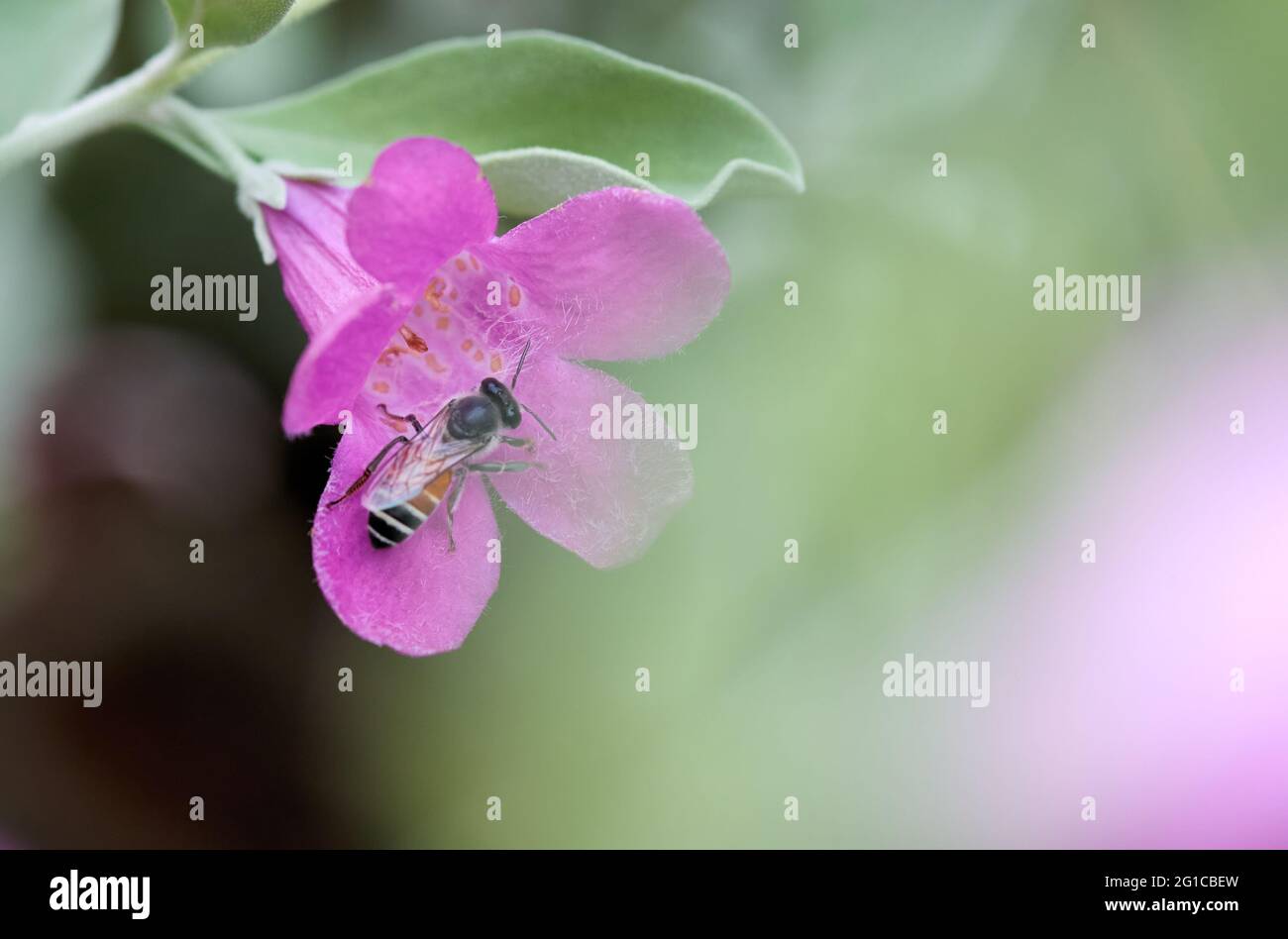 Collector of honey hi-res stock photography and images - Alamy