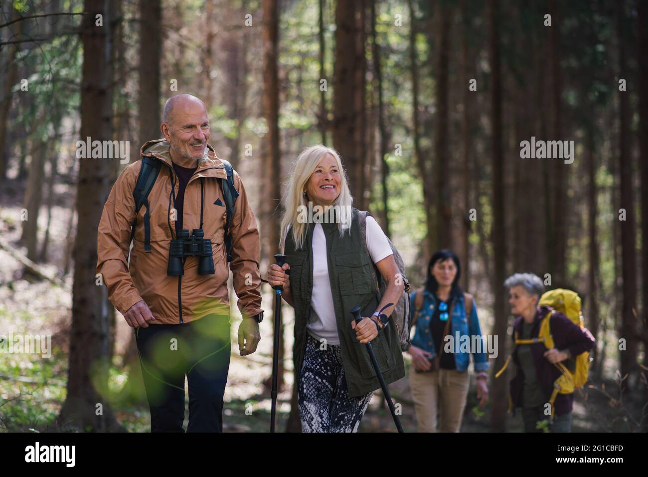 Group of seniors hikers outdoors in forest in nature, walking Stock ...