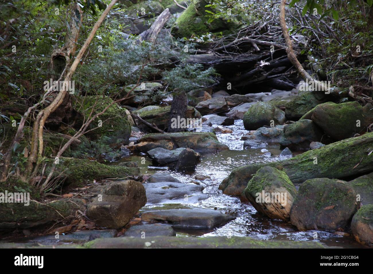 Berowra Valley National Park, NSW, Australia Stock Photo - Alamy