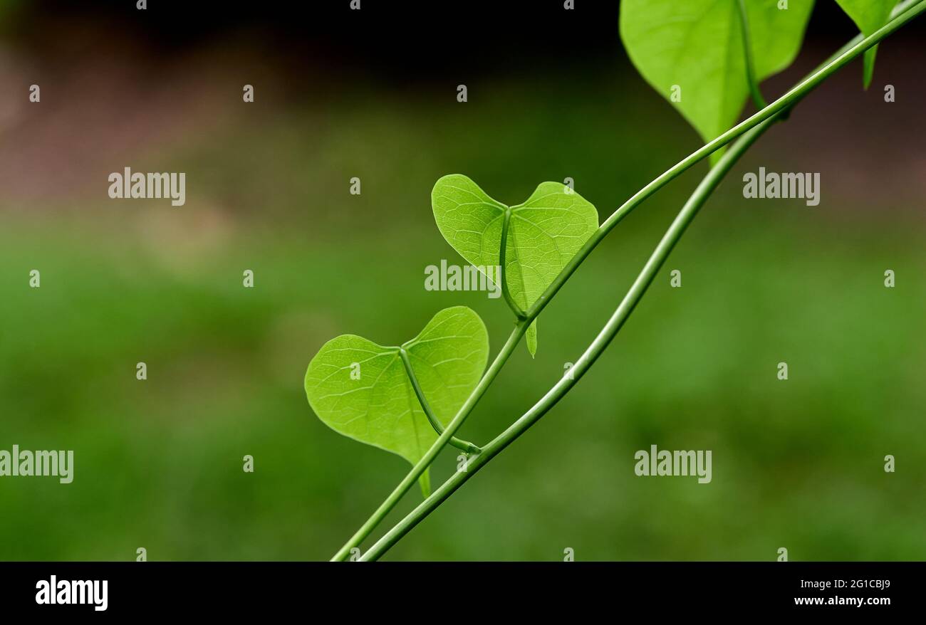 Close-up view of green leaf on the vine Stock Photo - Alamy